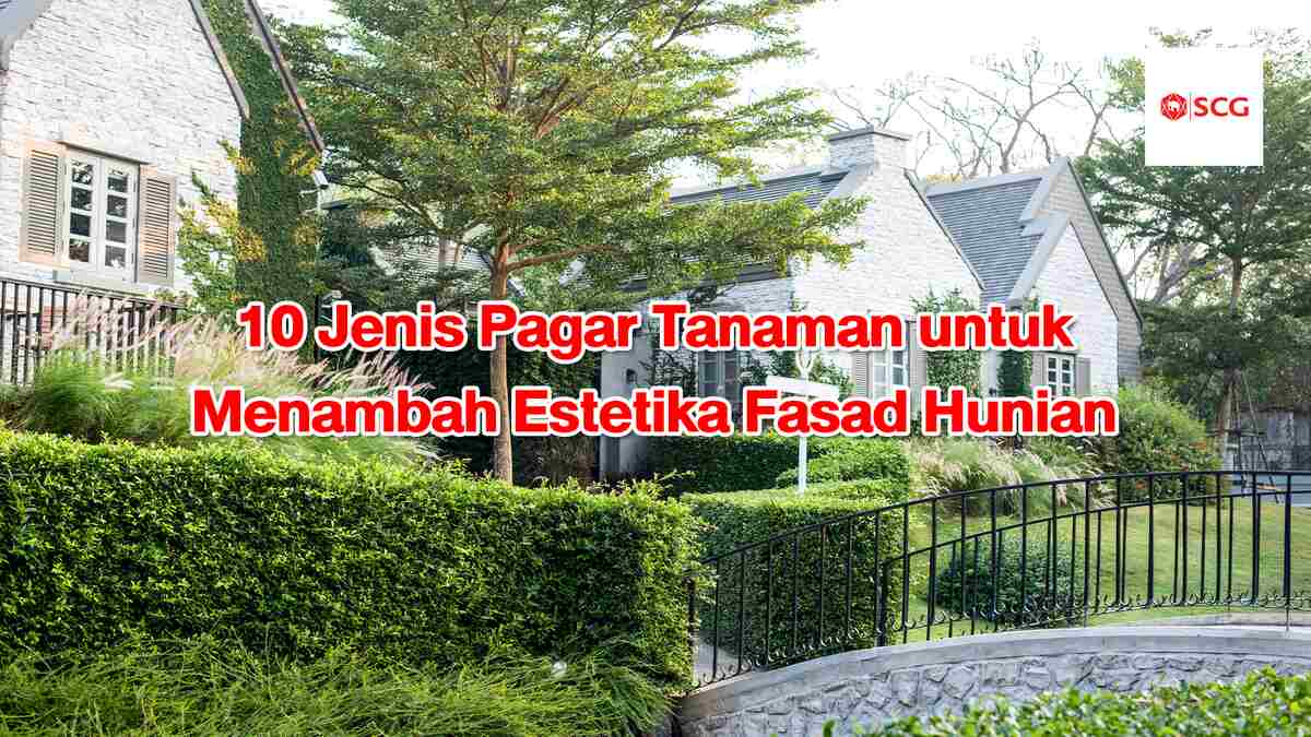 10 Jenis Pagar Tanaman untuk Menambah Estetika Fasad Hunian